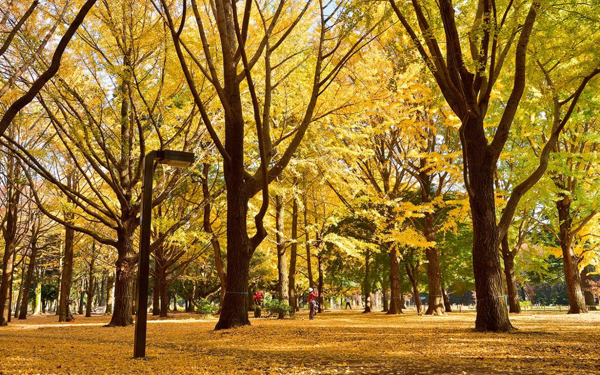 Tokio en otoño, un escenario mágico - Revista de Viajes | Magellan